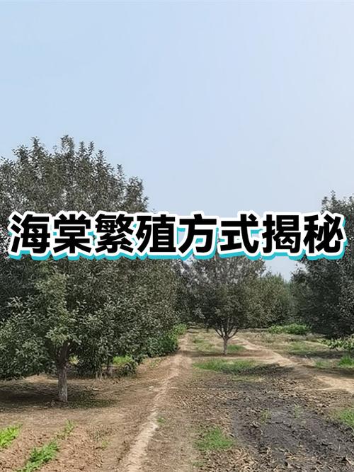 海棠的繁殖方法有几种图标
