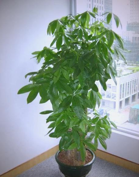 摇钱树种在哪里最赚钱图标