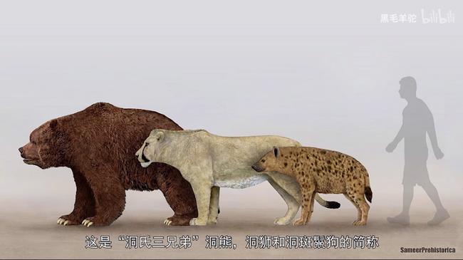 黑毛羊驼【动物之最16】