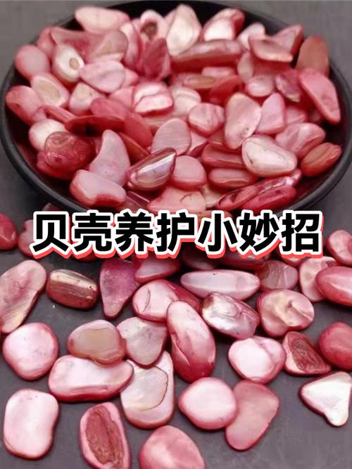 在家怎么养贝壳图标