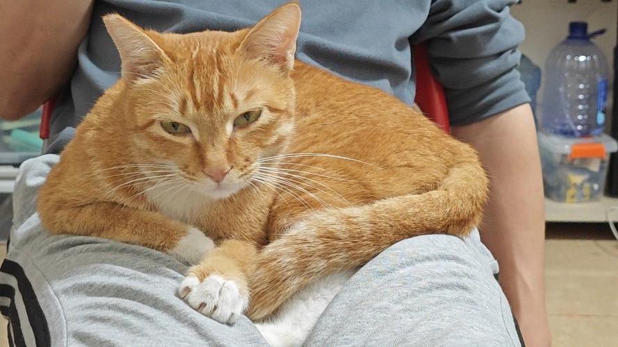 团子猫咪视频图标