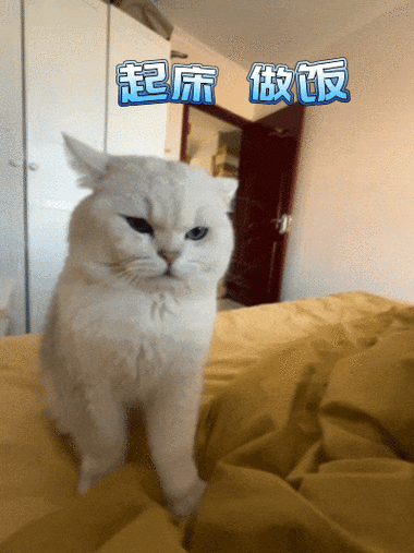 我的小甜喵图标