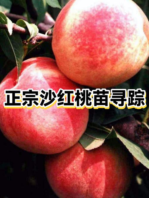 红桃的真实身份截图