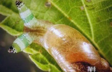 控制寄生虫截图