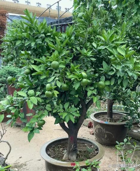 观赏性橘子树怎么种植截图