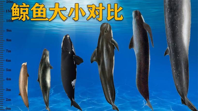 鲸鱼在线观看免费完整版缩略图
