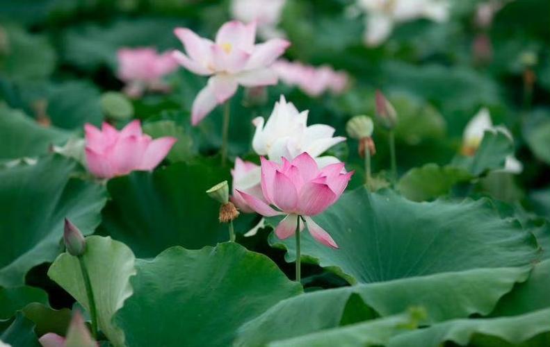 荷花是特马正确答案图标