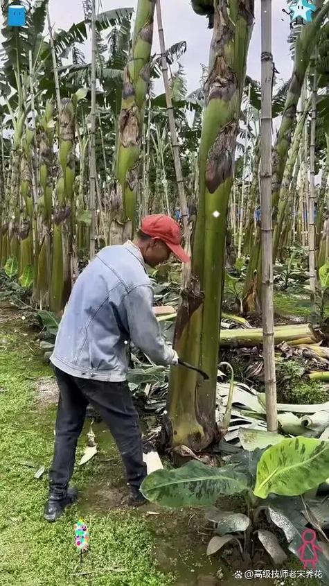 香蕉树为啥一年一砍图标