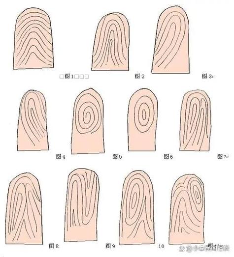 手掌指纹线各代表什么截图