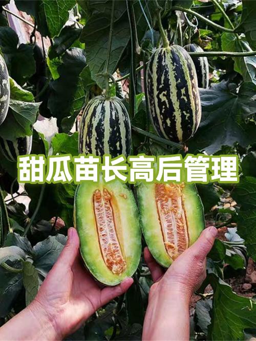 甜瓜35.5(菜单)