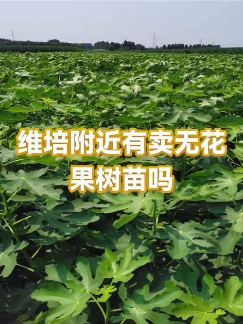 无花果批发市场价格表图标
