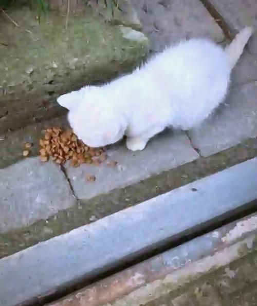 捡到一只流浪猫,很小怎么处理啊图标