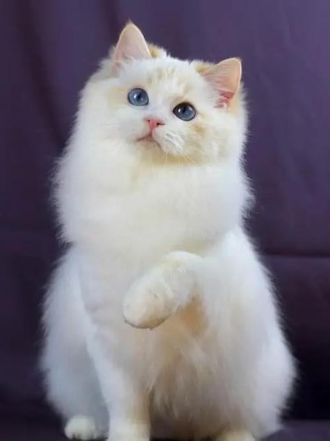 猫的品种布偶图标