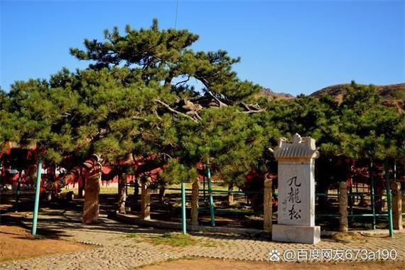 天下第一松图标