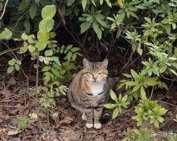 猫不养了放生会不吉利吗缩略图