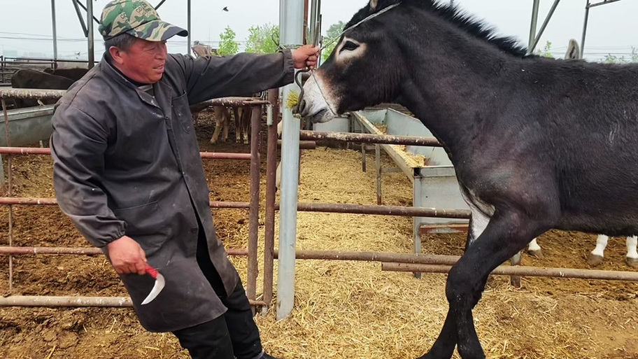 驴大行货网络用语图标