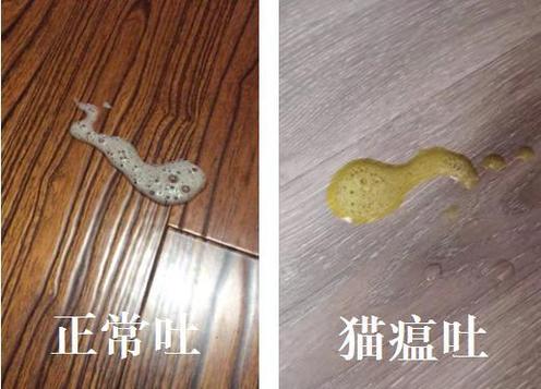 猫肠胃炎的表现症状有哪些图标