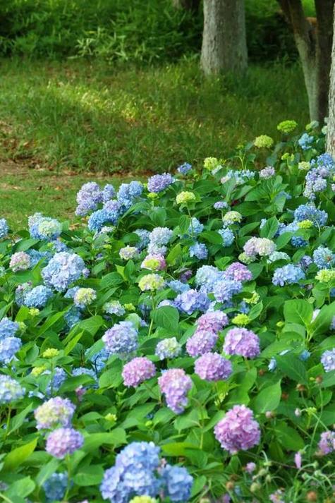 绣球花最忌三个地方图标