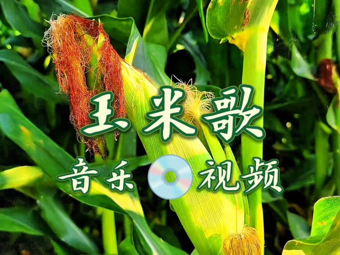 拍的视频怎么配上音乐图标