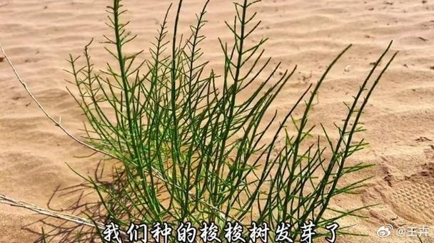 梭梭树短视频视频截图