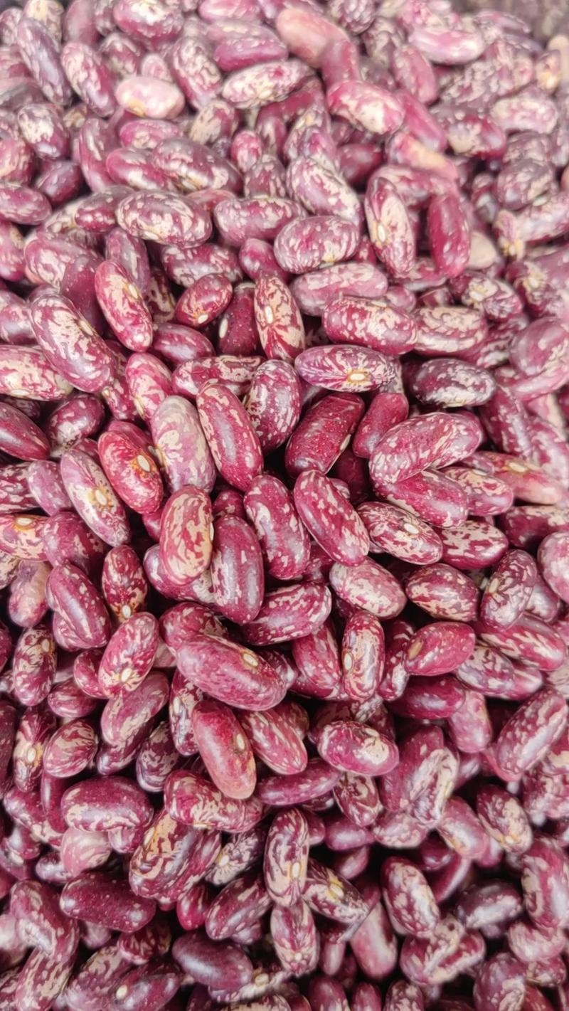 花豆图片图标