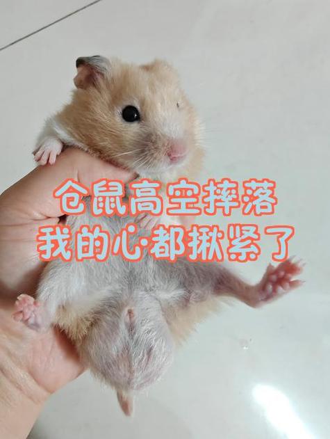 仓鼠一米高掉下来有事吗