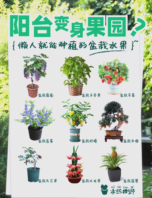 水果园里有什么植物1000种图标