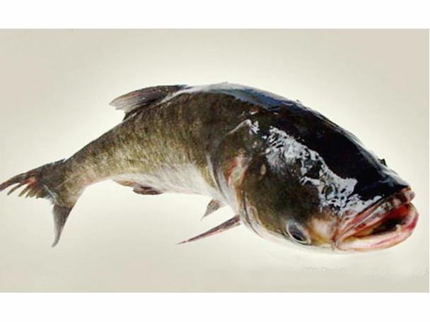 胖头鱼为什么不吃鱼身截图