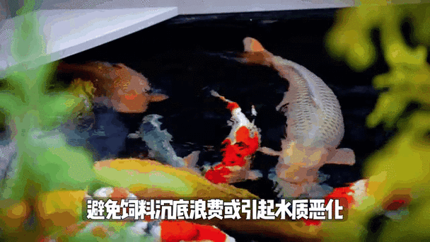 锦鲤平台是干什么的