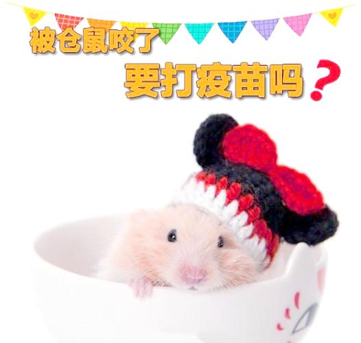 让仓鼠咬了一口没事吧缩略图