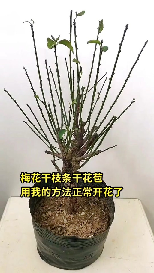 梅花花苞打不开图标
