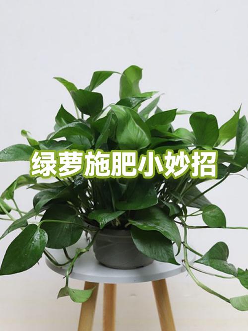 怎么给绿萝施肥图标