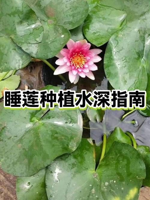 睡莲种植图标