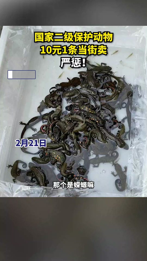 美西螈多少钱一只图标