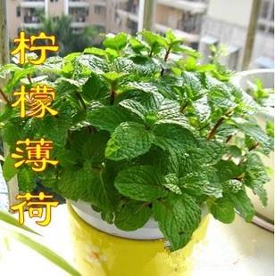 土薄荷图标