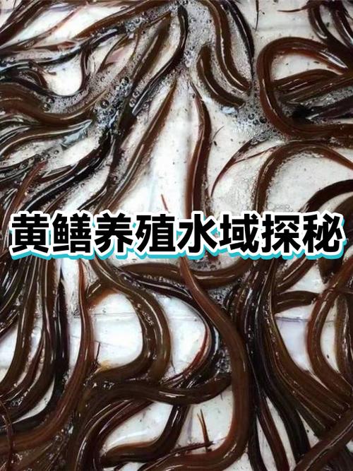 为何黄鳝没人敢养图标
