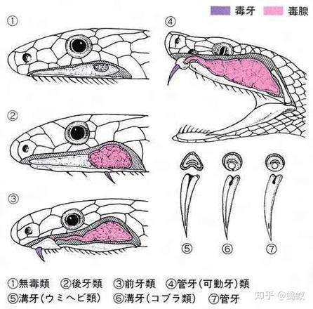 蝰蛇和毒蝰图标