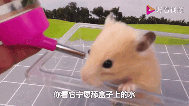 仓鼠能喝热水吗截图