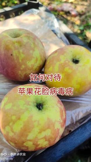苹果中病毒了怎么办图标