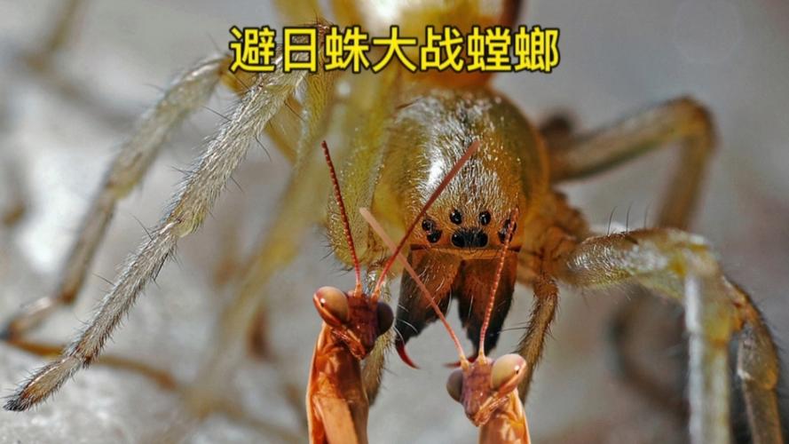 避日蛛vs枯叶螳螂图标