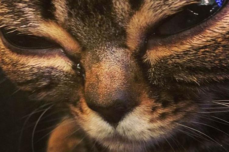猫眼睛凸出来的,眼睛大图标