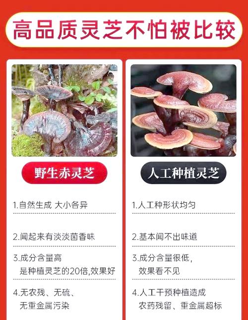 灵芝种植新手入门费用图标