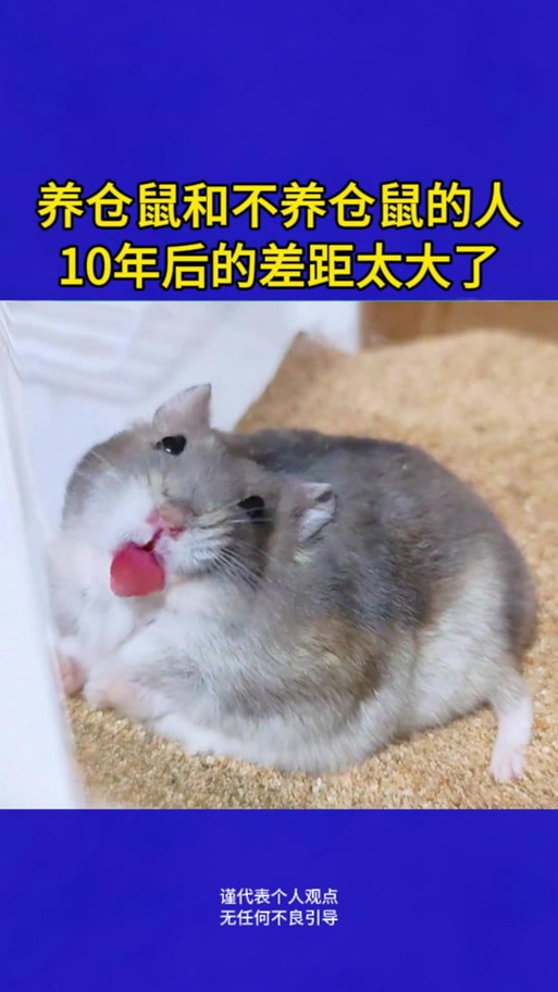 仓鼠养一年相当于多少岁