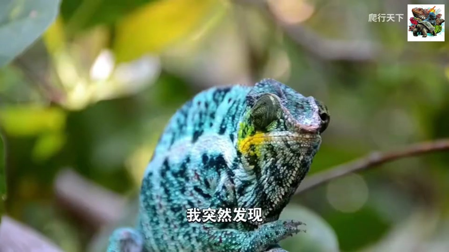 变色龙ultra中文站图标