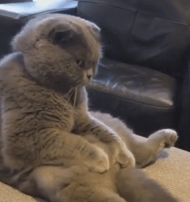 蓝猫小时候截图