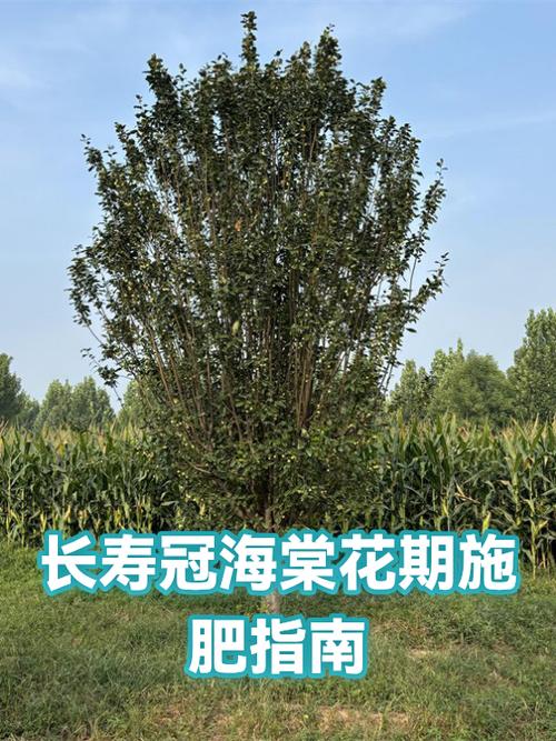 海棠花几月份开花图标