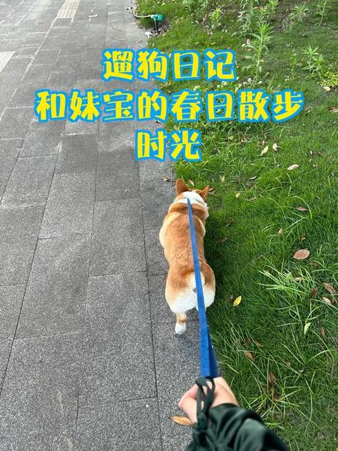 关于遛狗的日记,350字截图