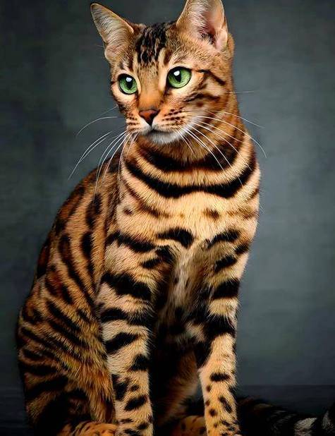像豹子一样猫咪截图