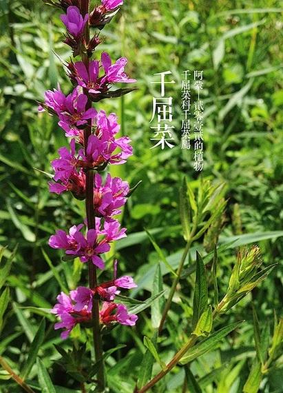 花间怎么弄无限花瓣