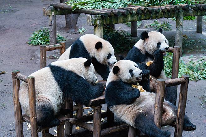 熊猫群是什么意思图标